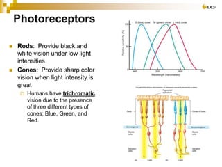 Lab4 sensory | PPTX
