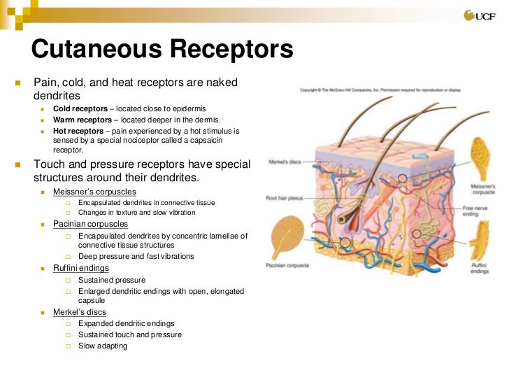 Cutaneous Sensory Receptor