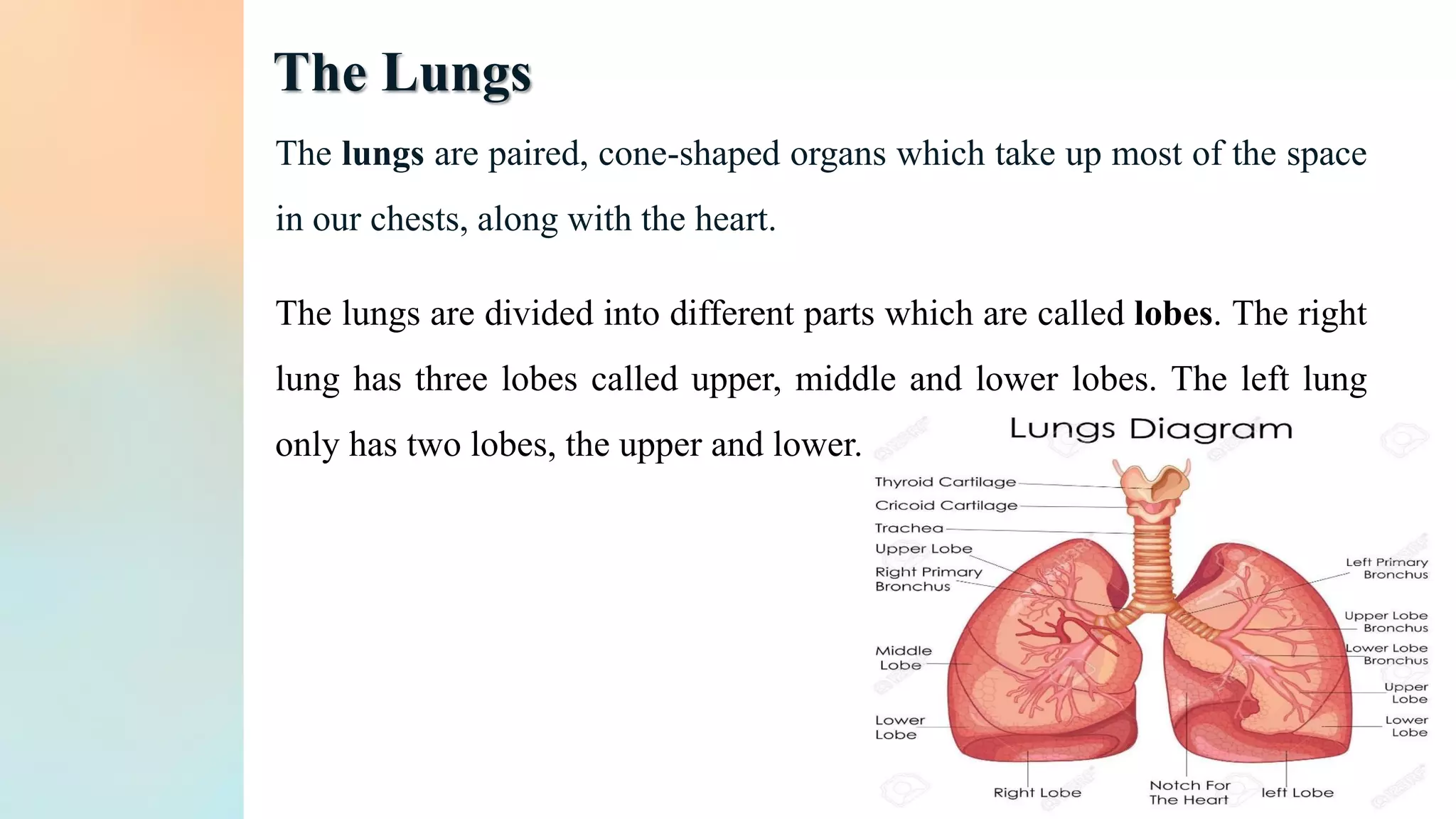 Lab 4 The Respiratory system.pdf