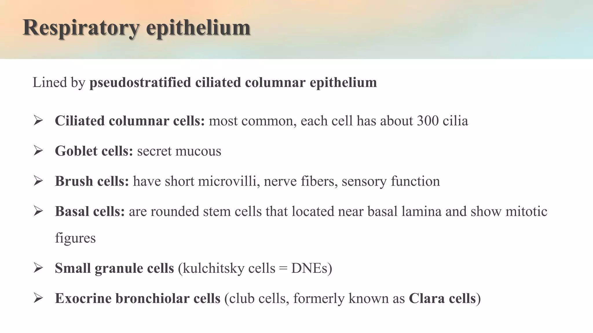 Lab 4 The Respiratory system.pdf