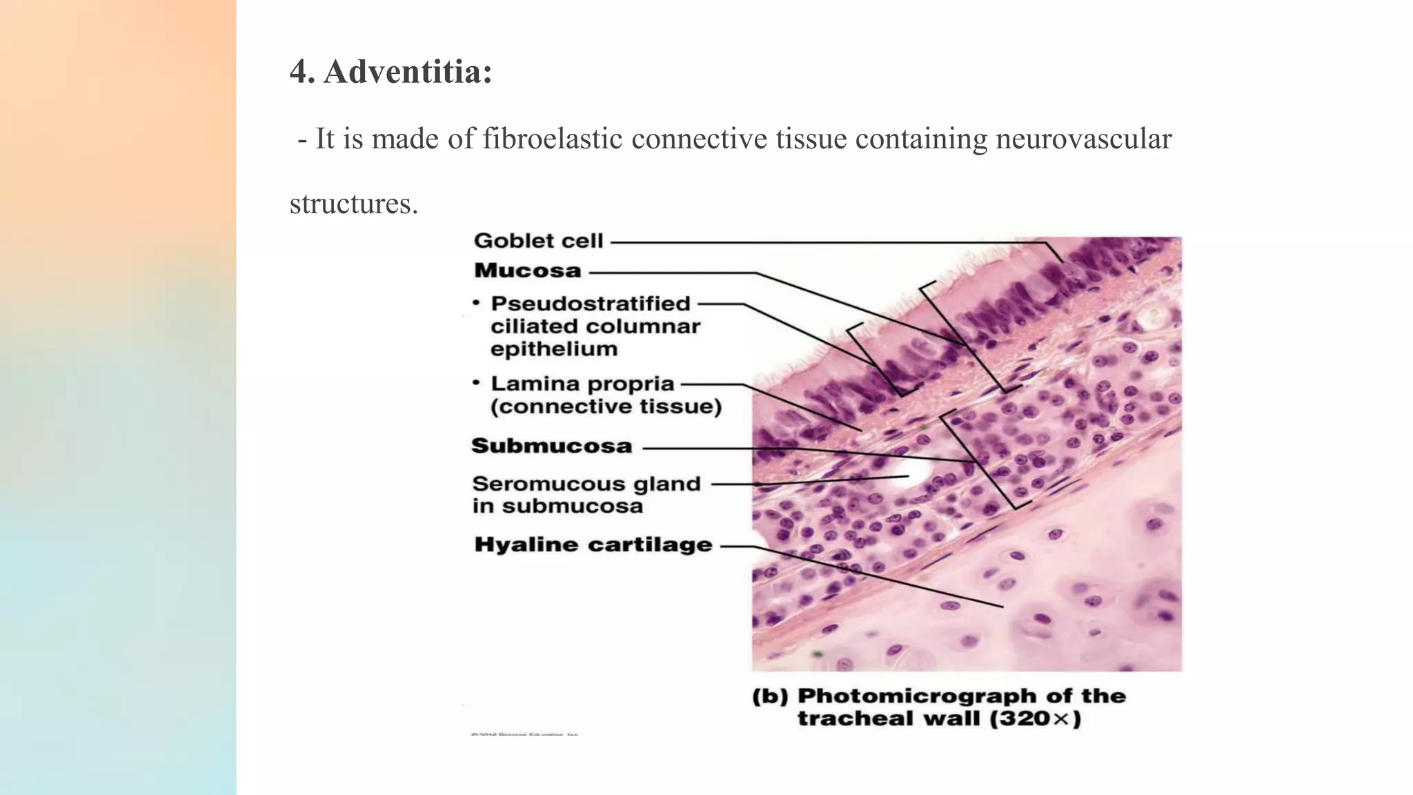 Lab 4 The Respiratory system.pdf