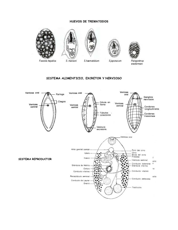 Guia de Trematodos