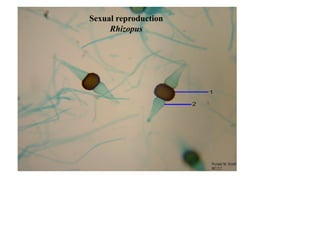 lab5 .ppt.pdf