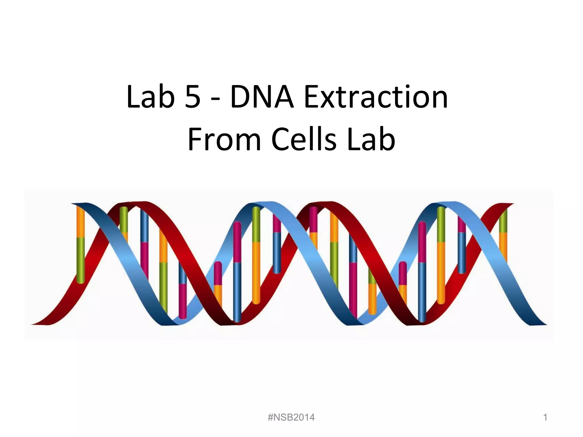 Lab 5 dna extraction from strawberries and liver fall 2014 | PPT ...