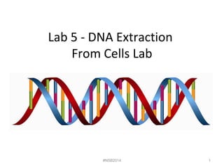 Lab 5 dna extraction from strawberries and liver fall 2014 | PPT