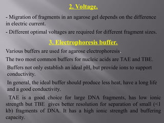 Lab5_Gel electrophoresispppppp000000.ppt