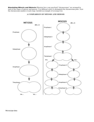 Lab 5 mitosis and meiosis | DOCX