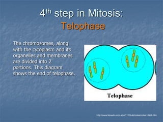 lab_5_MitosisandMeiosis_cebf6f77e6c2786b86266ffbca4d215b.pdf