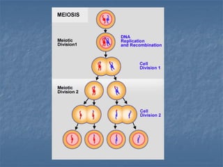lab_5_MitosisandMeiosis_cebf6f77e6c2786b86266ffbca4d215b.pdf