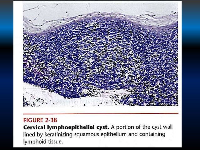 Lab 6 developmental cyst | PPT