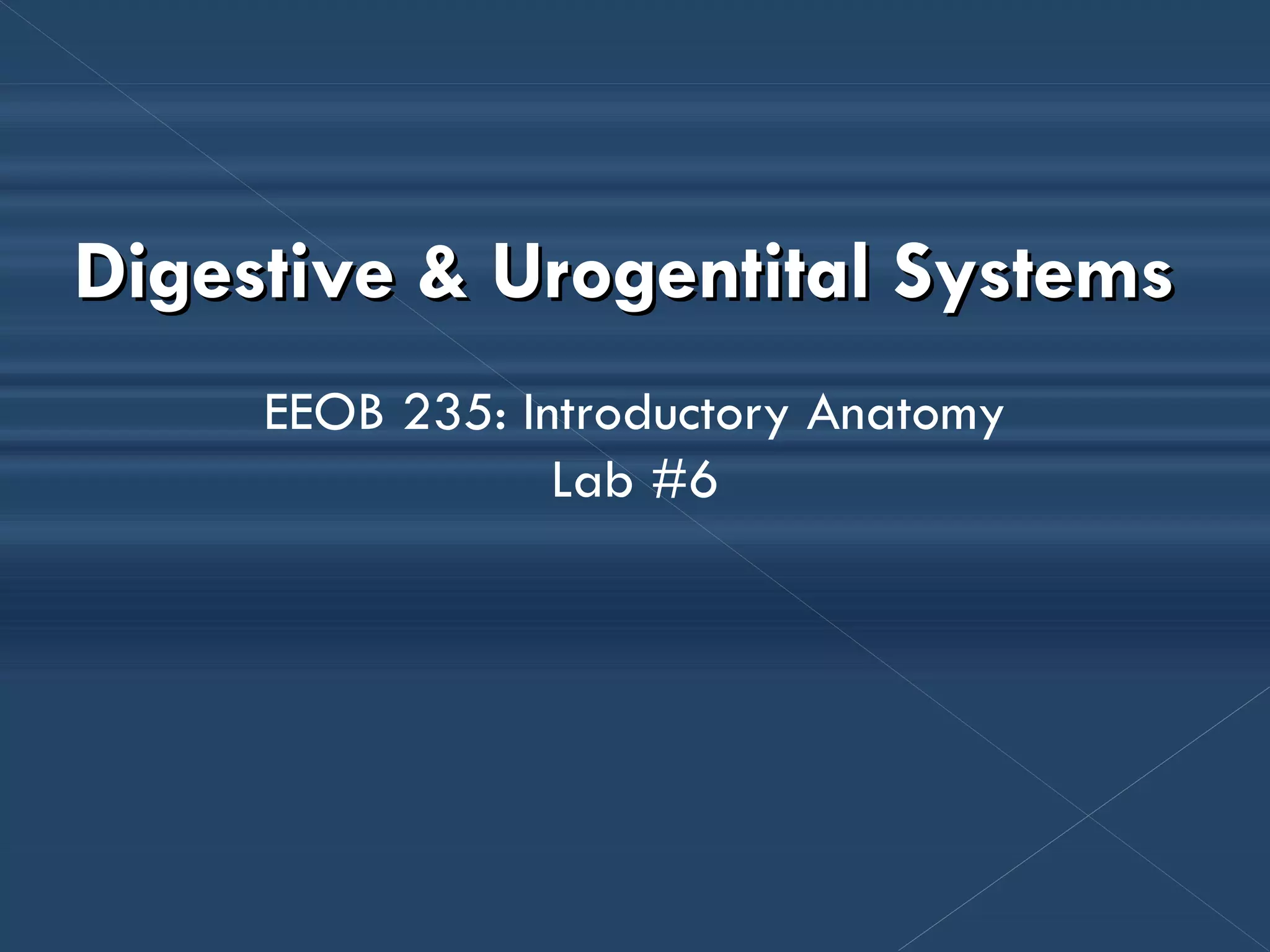 Lab6 Digestive and urogential systems | PPS