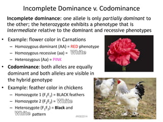 Lab 6 inheritance of traits fall 2014 | PPTX