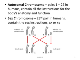 Lab 6 inheritance of traits fall 2014 | PPT