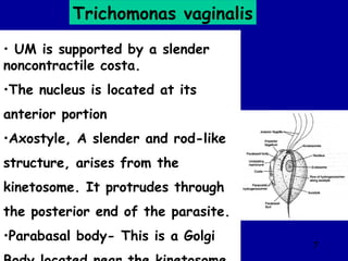 Lab 6 trichomoniniasis | PPT | Sexual Conditions | Sexual Health