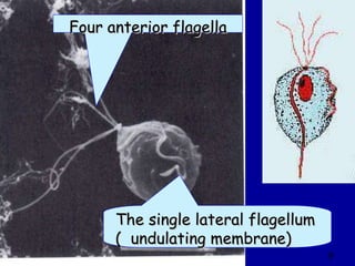 Lab 6 trichomoniniasis | PPT