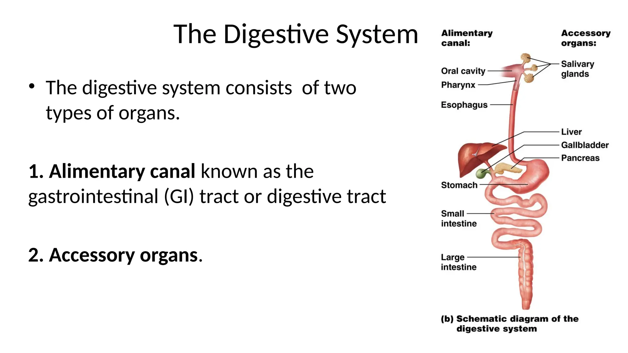 Digestive System Anatomy and physiology. | PPT