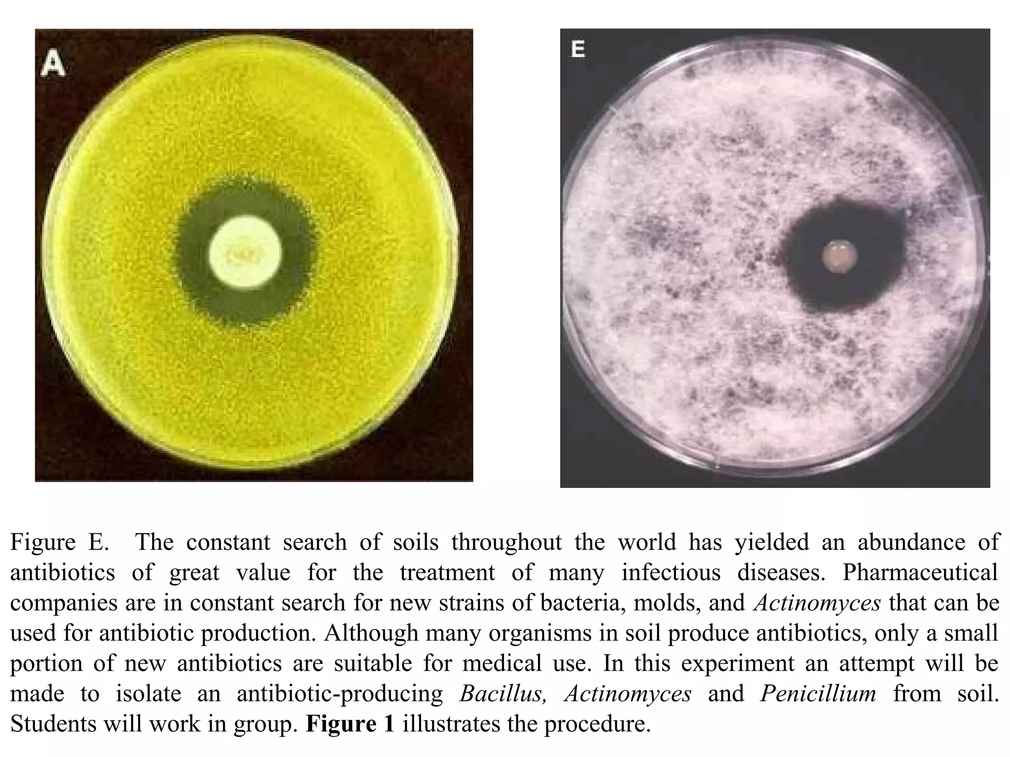 Lab 6 isolation of antibiotic producer from soil | PPT