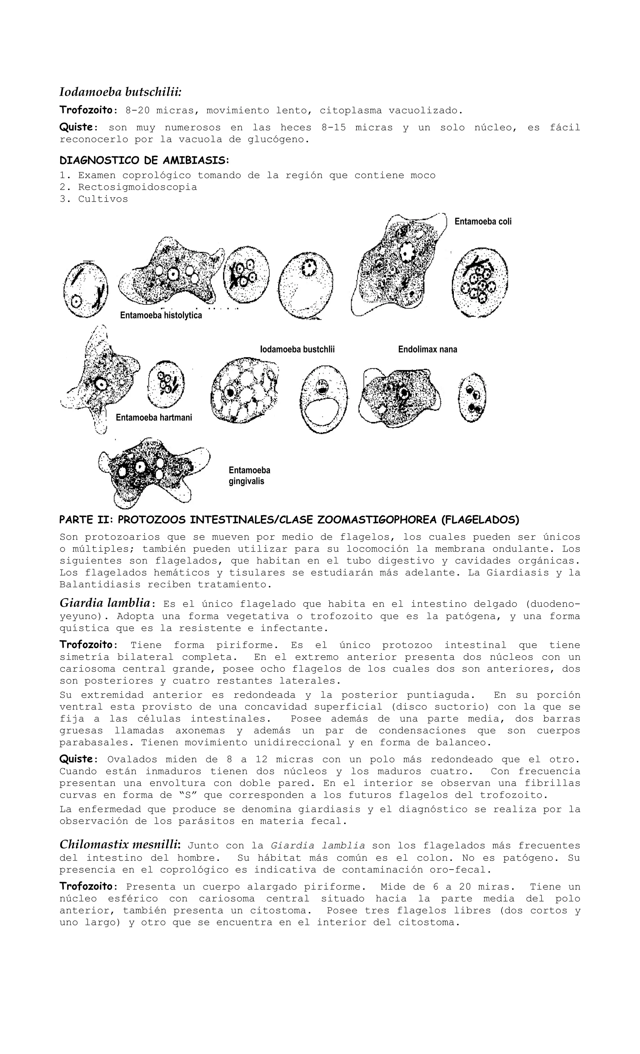 Guia de Protozoarios Intestinales | DOC