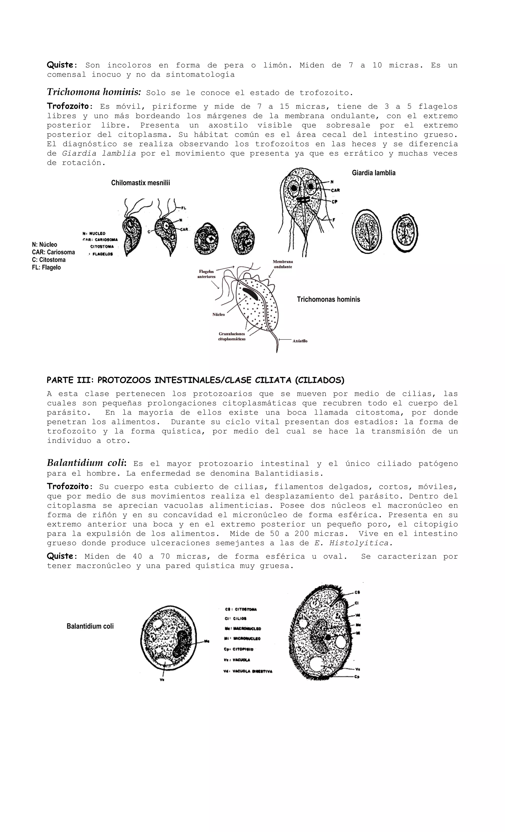 Guia de Protozoarios Intestinales | DOC