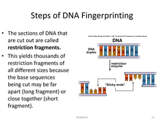 Lab 7 dna fingerprinting and gel electrophoresis fall 2014 | PPTX