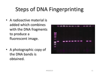 Lab 7 dna fingerprinting and gel electrophoresis fall 2014 | PPTX