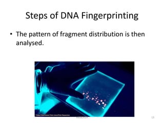 Lab 7 dna fingerprinting and gel electrophoresis fall 2014 | PPTX