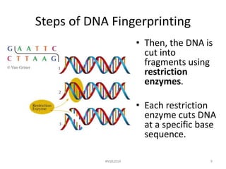 Lab 7 dna fingerprinting and gel electrophoresis fall 2014 | PPTX