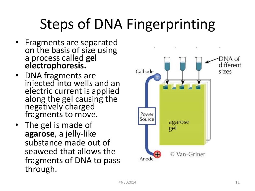 Lab 7 dna fingerprinting and gel electrophoresis fall 2014