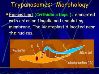 Lab 7 trypanosomiasis | PPT