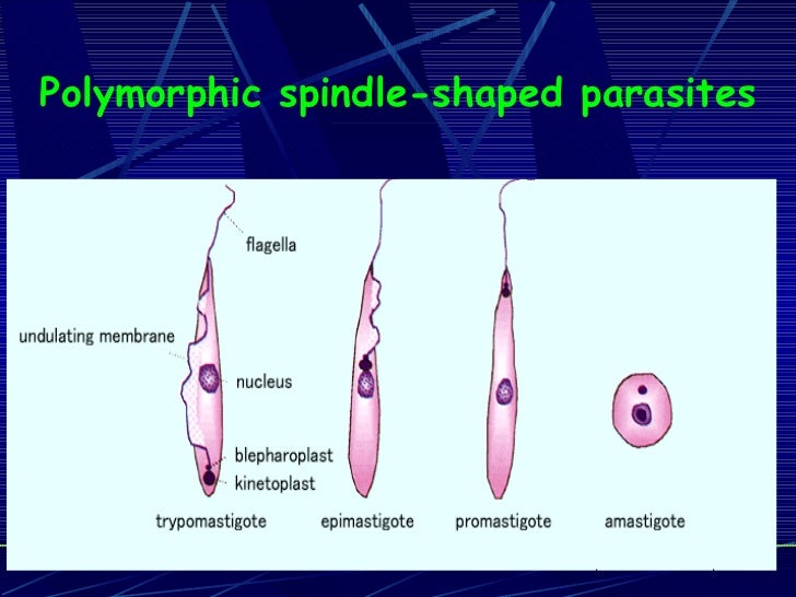 Lab 7 trypanosomiasis