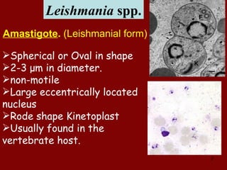 Lab 8 leishmaniasis | PPT