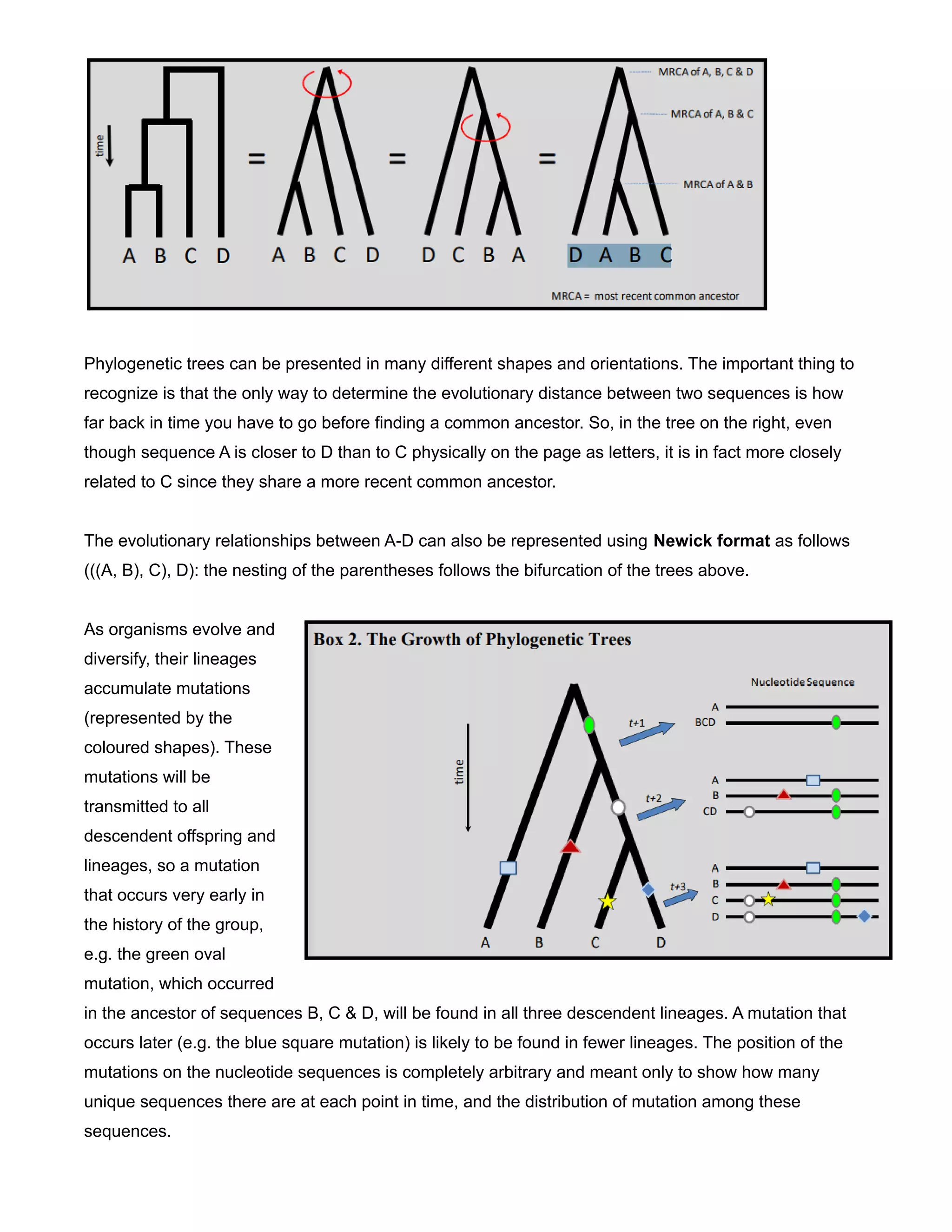 Phylogenetics | PDF