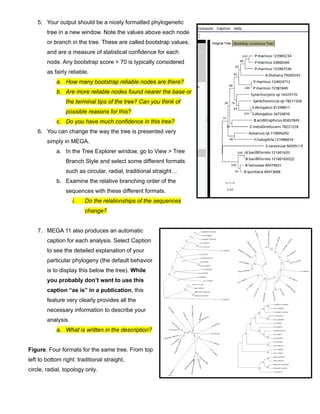 Simple Phylogenetic Tree Worksheet