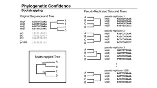 Phylogenetic Tree Construction | PDF