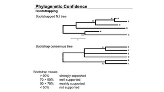 Phylogenetic Tree Construction | PDF
