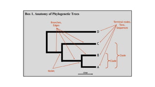 Phylogenetic Tree Construction | PDF