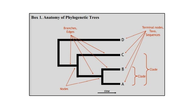 Phylogenetic Tree Construction | PDF | Genetics | Science