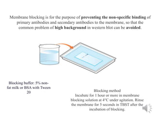 Protein immunoblotting, detection and analysis with voice.pptx