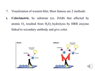 Protein immunoblotting, detection and analysis with voice.pptx