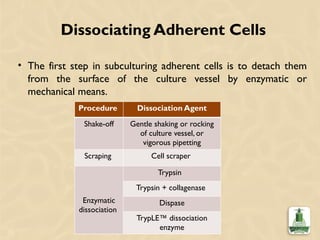 Lab 8 handbook and animal cell culture.pptx