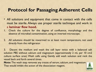 Lab 8 handbook and animal cell culture.pptx