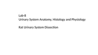 Anatomy and physiology urinary system . | PPTX