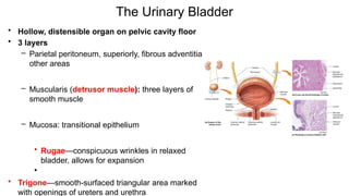 Anatomy and physiology urinary system . | PPTX