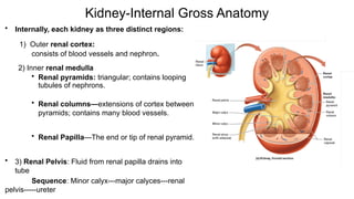 Anatomy and physiology urinary system . | PPTX