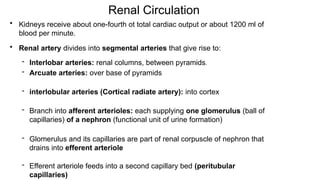 Anatomy and physiology urinary system . | PPTX