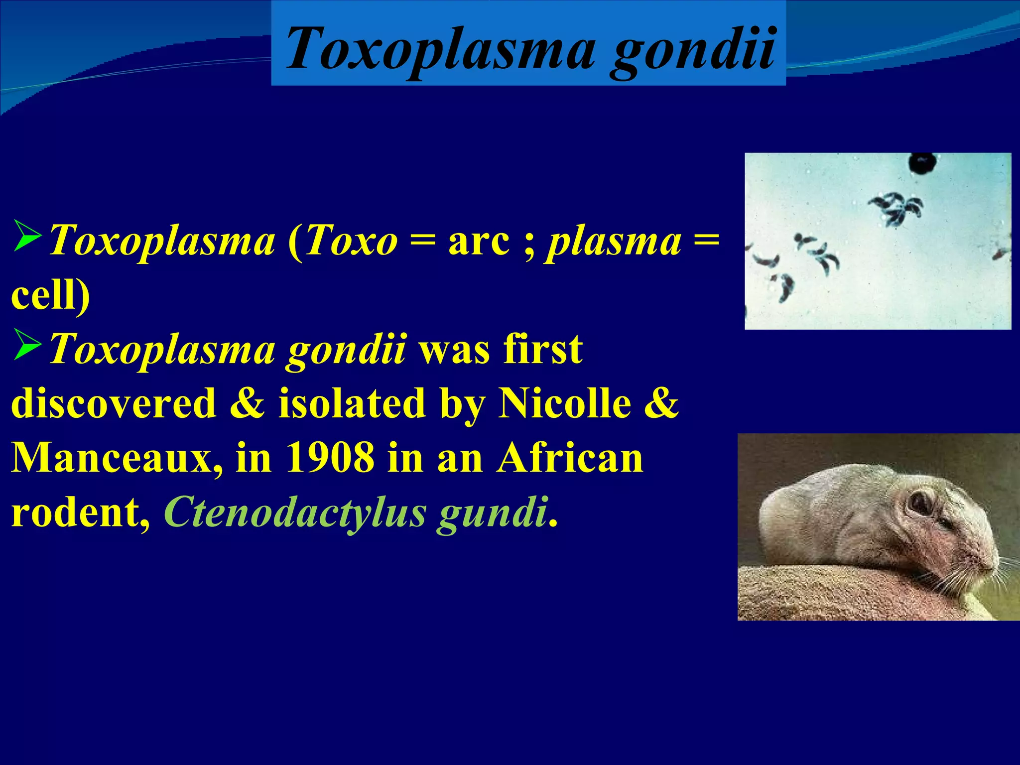 Lab 9 -toxoplasmosis | PPT