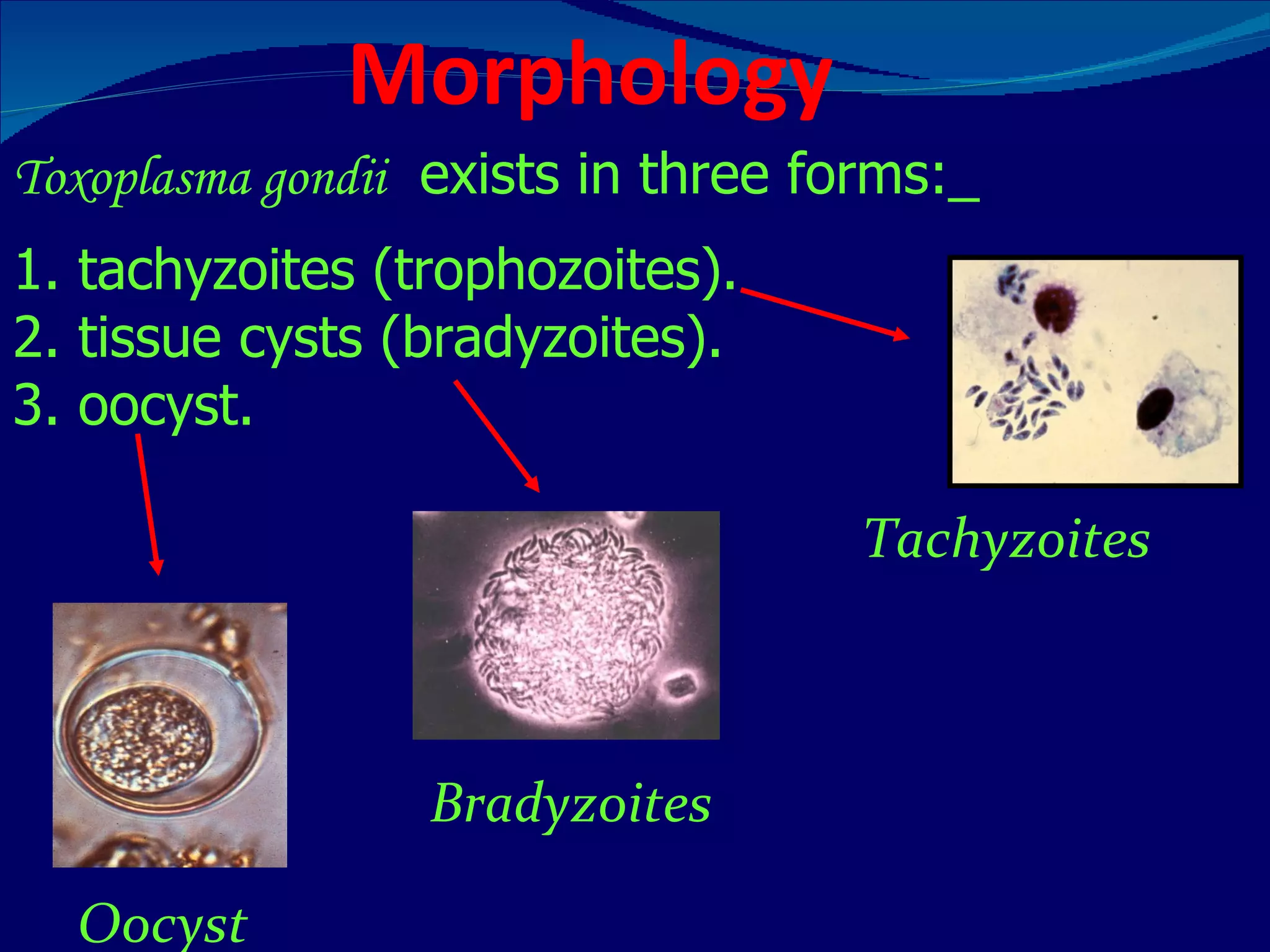 Lab 9 -toxoplasmosis | PPT