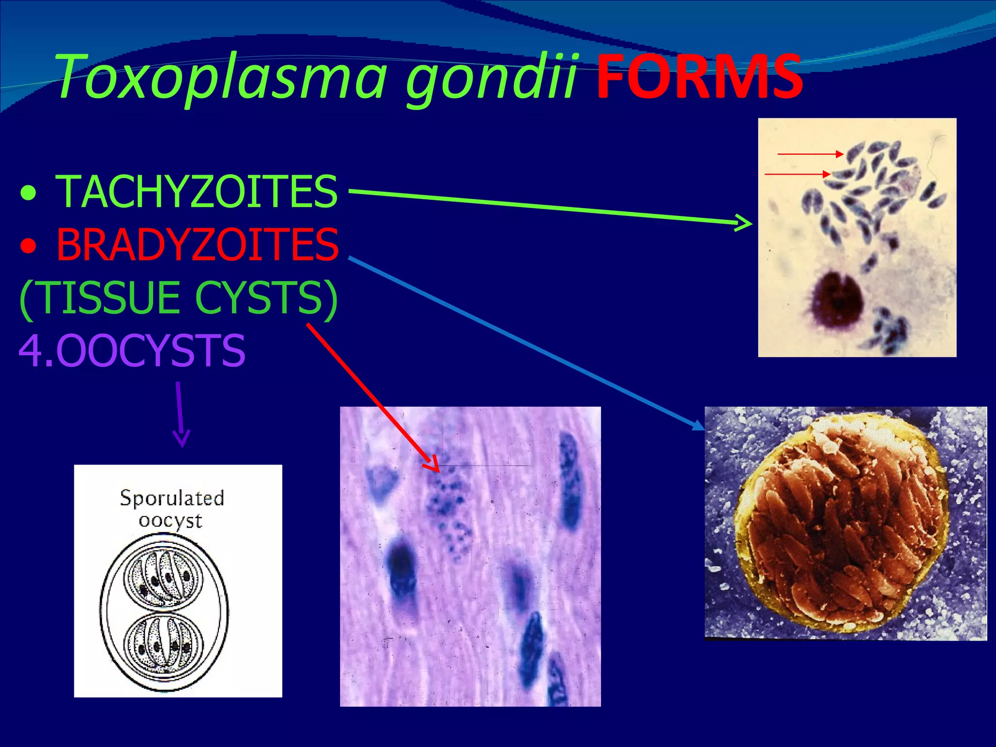 Lab 9 -toxoplasmosis | PPT