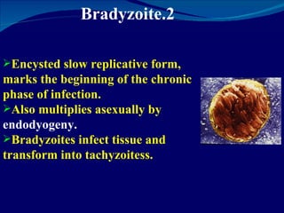 Lab 9 -toxoplasmosis | PPT