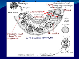Lab 9 -toxoplasmosis | PPT